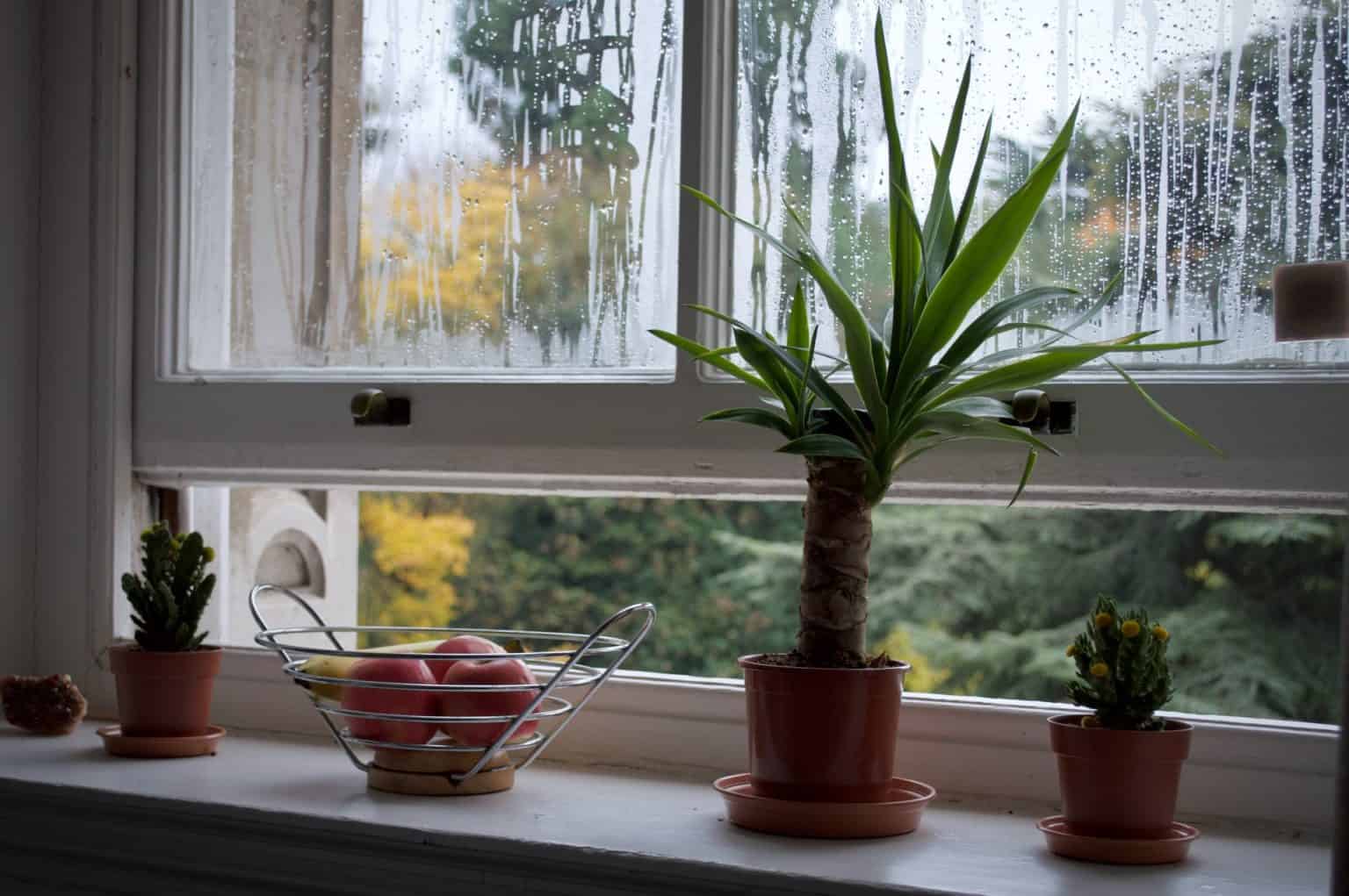 Is it Good to Leave Your Windows Open? – Air & Water Expert