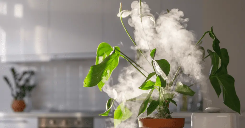 Can You Use a Diffuser as a Humidifier for Plants? – Air & Water Expert